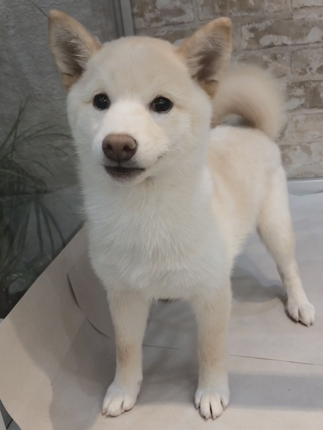 shiro-shiba (6) | ボブテイルシュウ大阪・岡山・東京の犬猫専門店。極小犬・大型犬・ブサカワ犬に出会える！